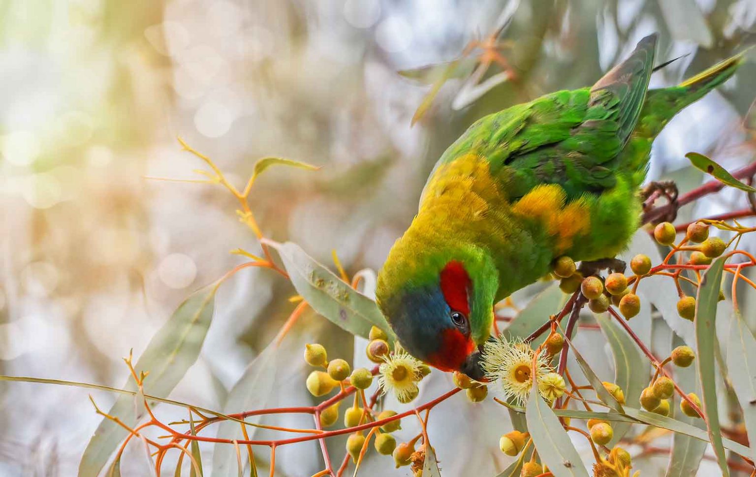 Patients and Visitors - GV Health